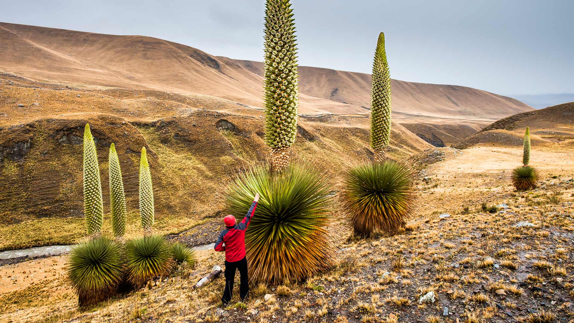 Bosque de Puyas de Raimondi: Cómo visitar el santuario natural más alto ...